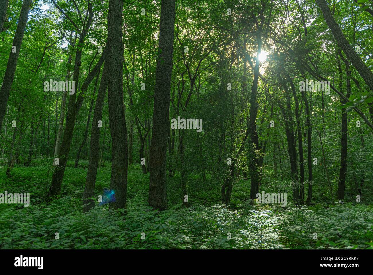 Sun shining through the foilage of a forest with tall and green trees ...