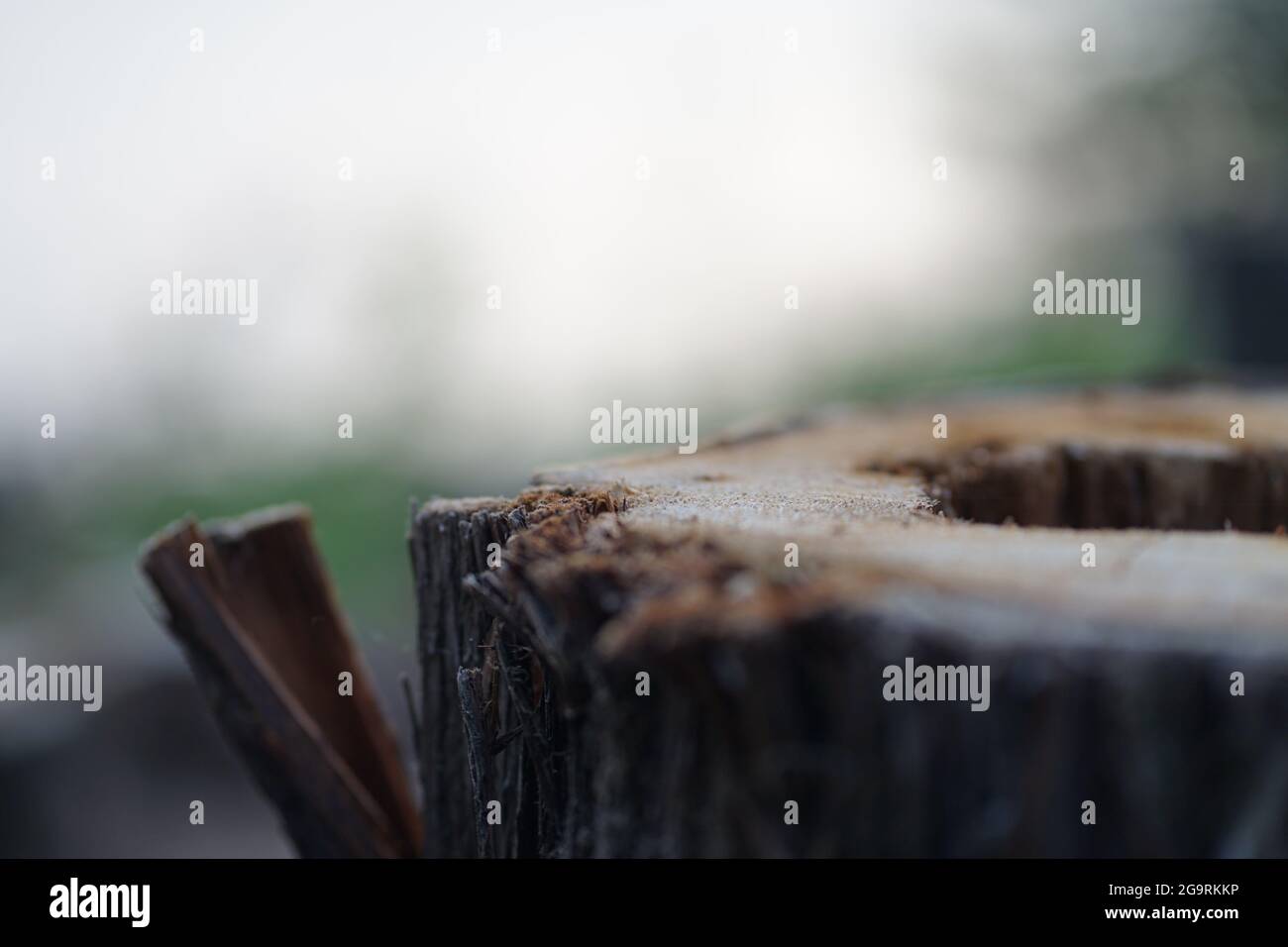 Selective focus shot of an old dead tree stump with a hole in a forest ...