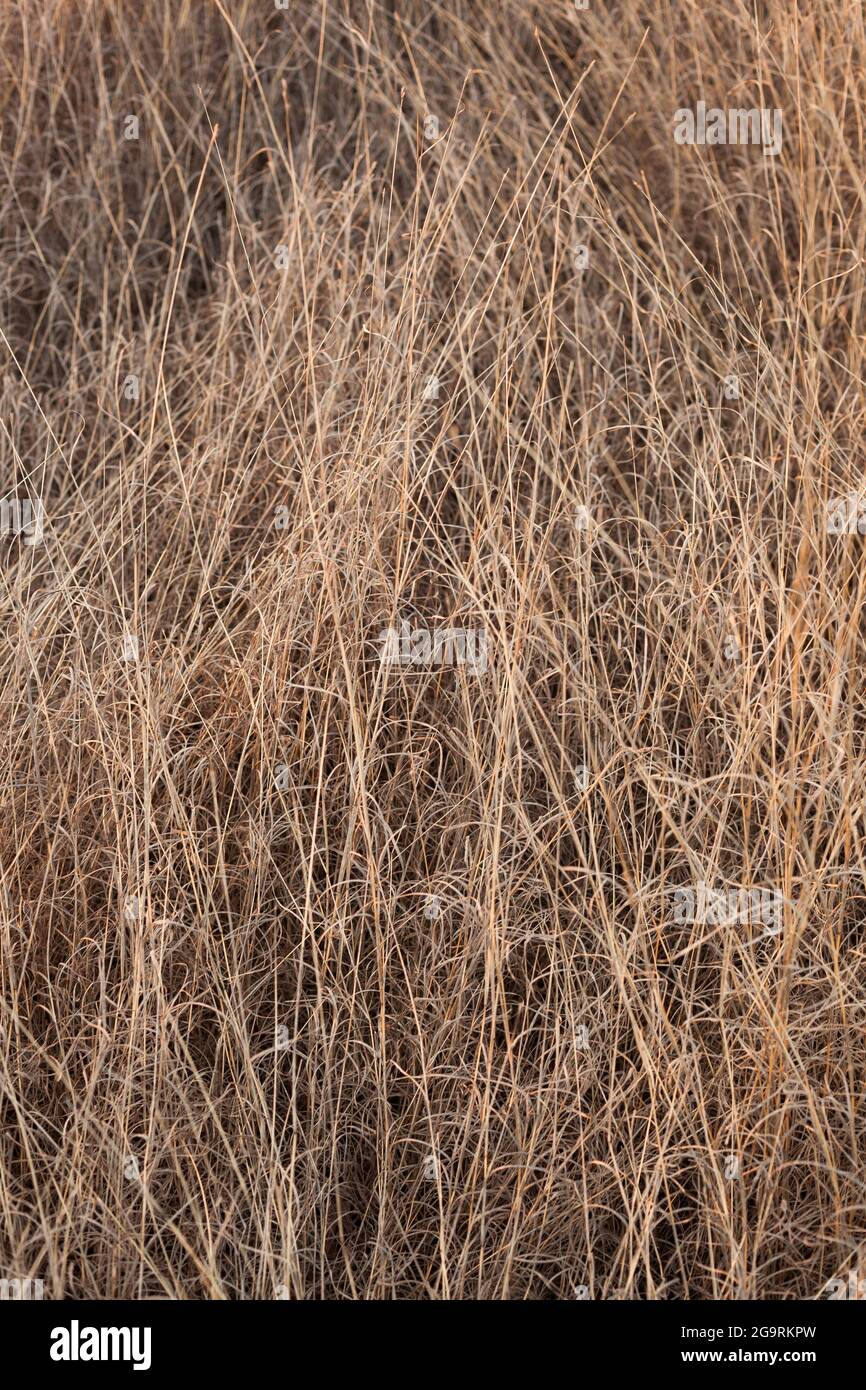 nature texture of dry grass Stock Photo - Alamy
