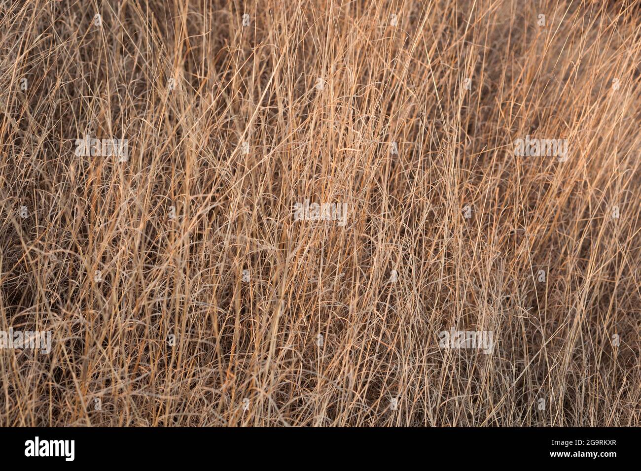 nature texture of dry grass Stock Photo - Alamy