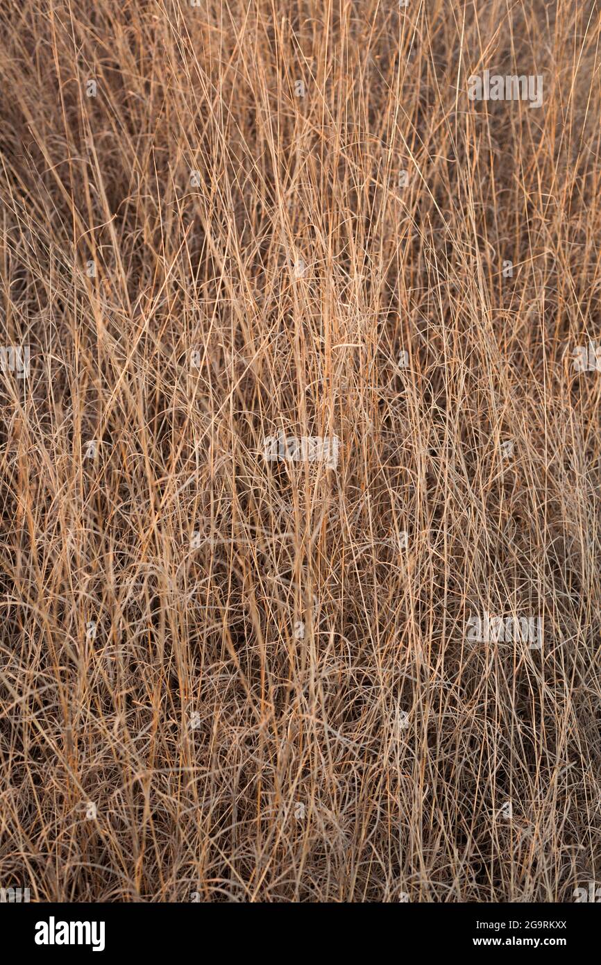 nature texture of dry grass Stock Photo - Alamy