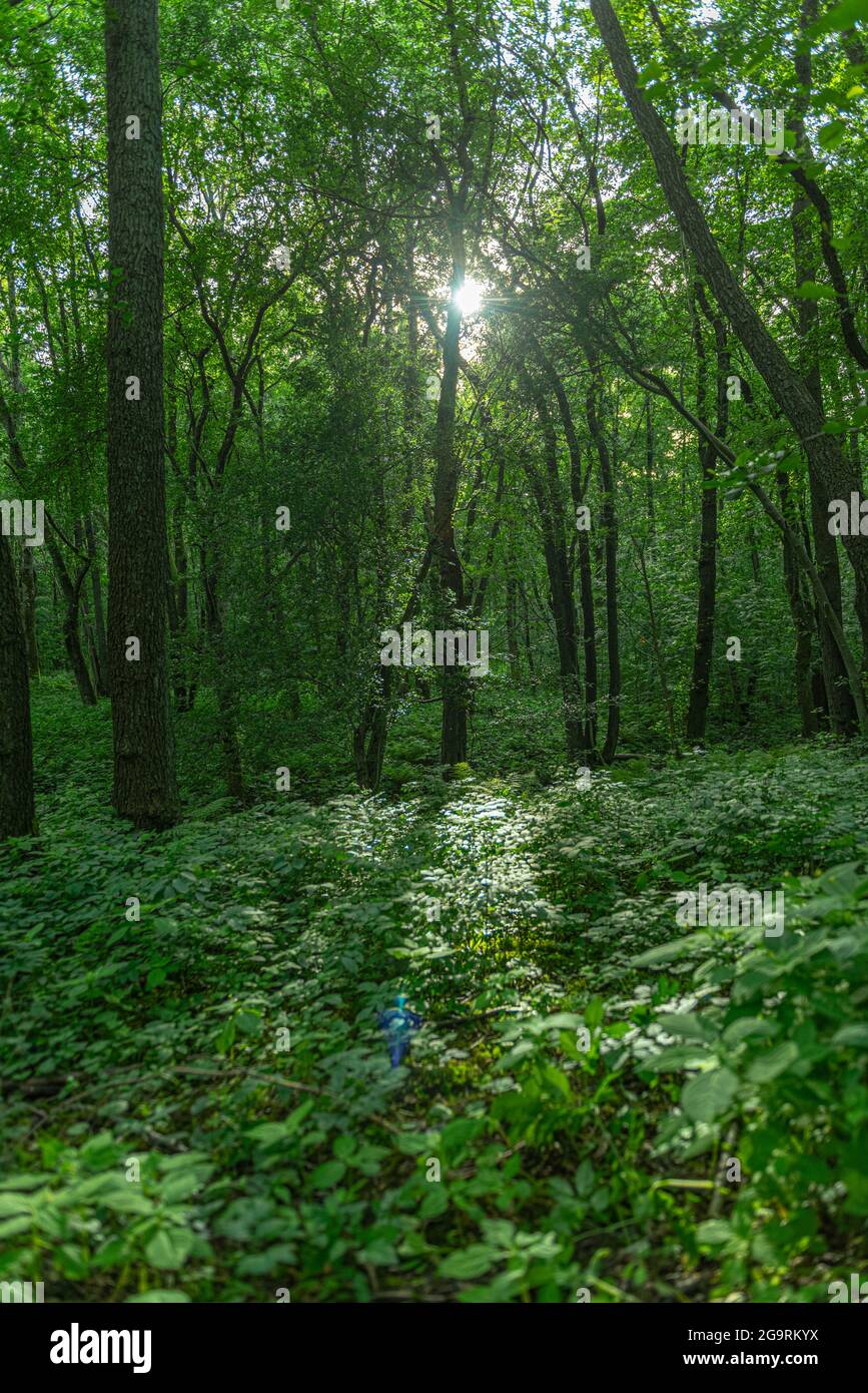 Sun shining through the foilage of a forest with tall and green trees ...