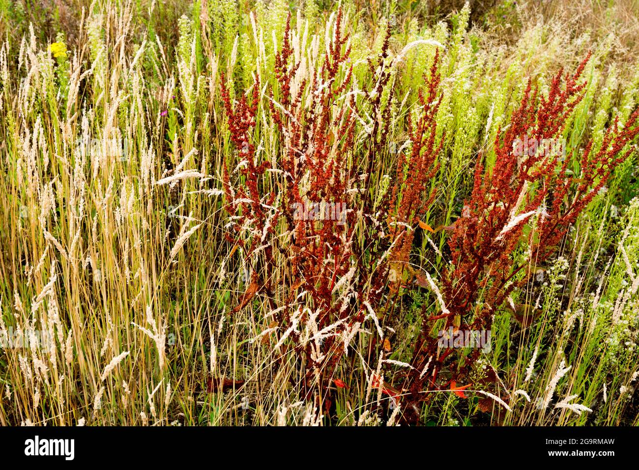 Arable grass weeds uk hi-res stock photography and images - Alamy