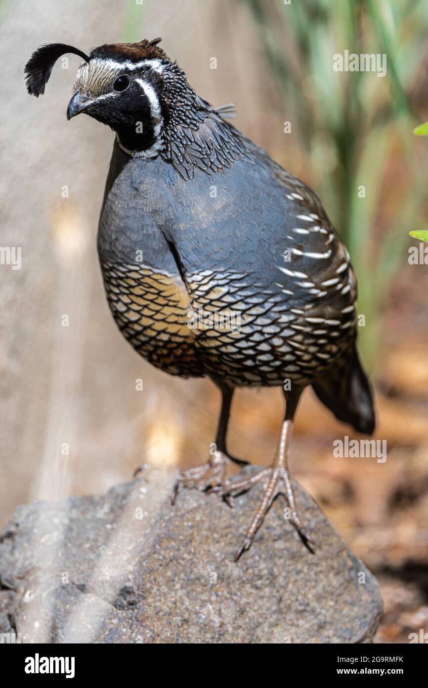 Male California Quail (Callipepla californica Stock Photo - Alamy