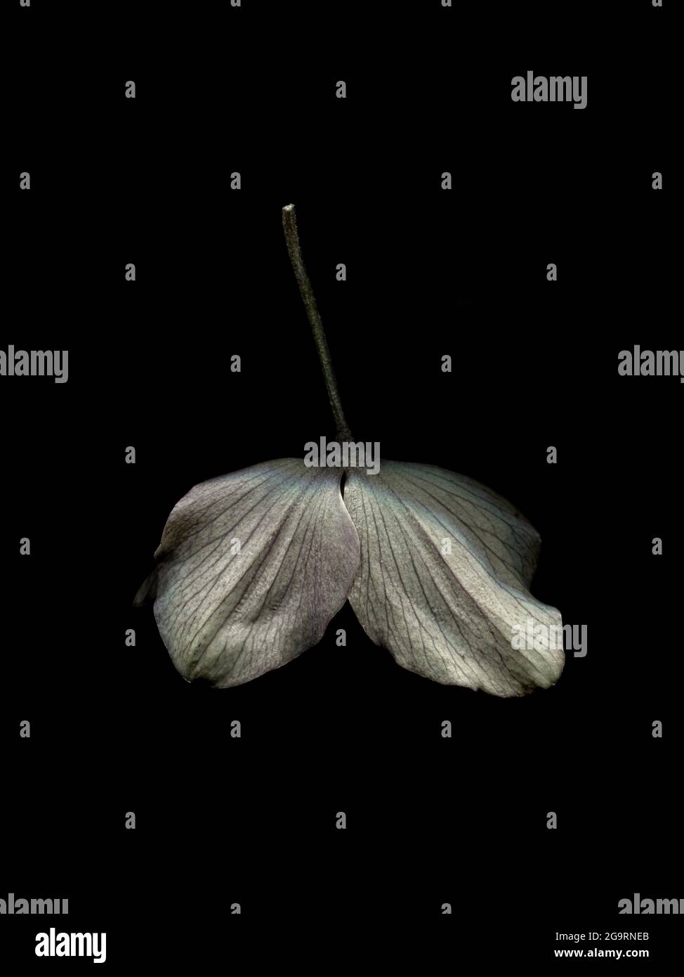 Bnw flower hi-res stock photography and images - Alamy