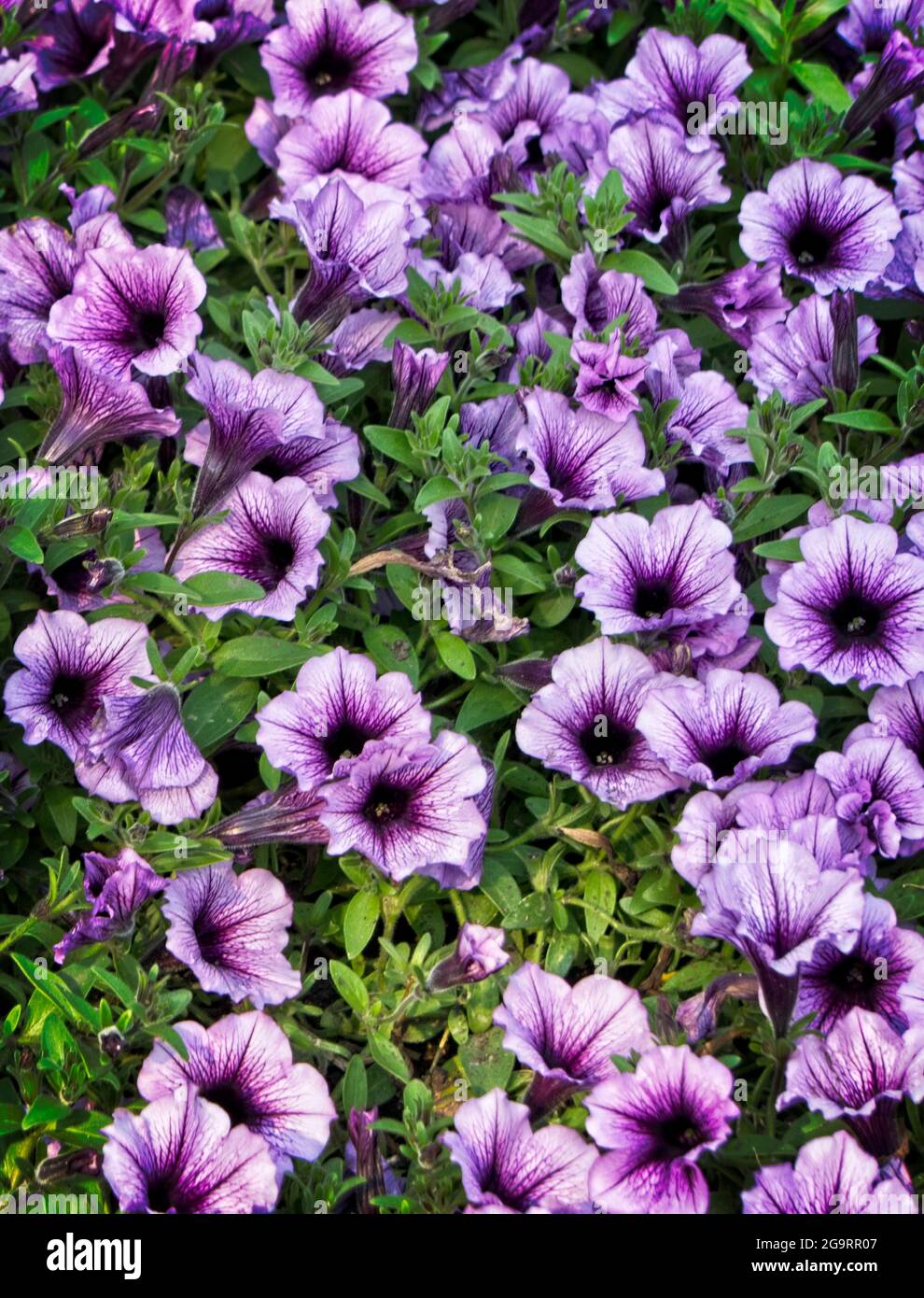 Calgary flowers hi-res stock photography and images - Alamy