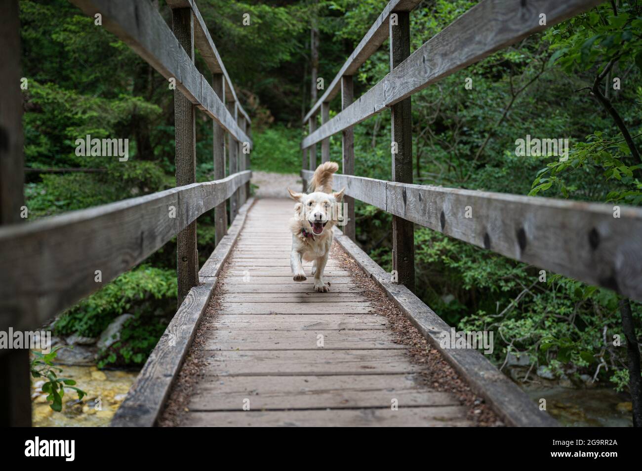 Happy cute dog running on a wooden bridge across a river surrounded ...