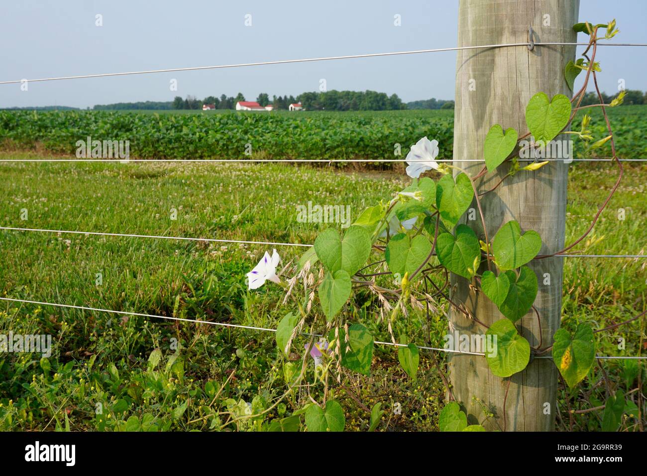 Fence tree farm in background hi-res stock photography and images - Alamy