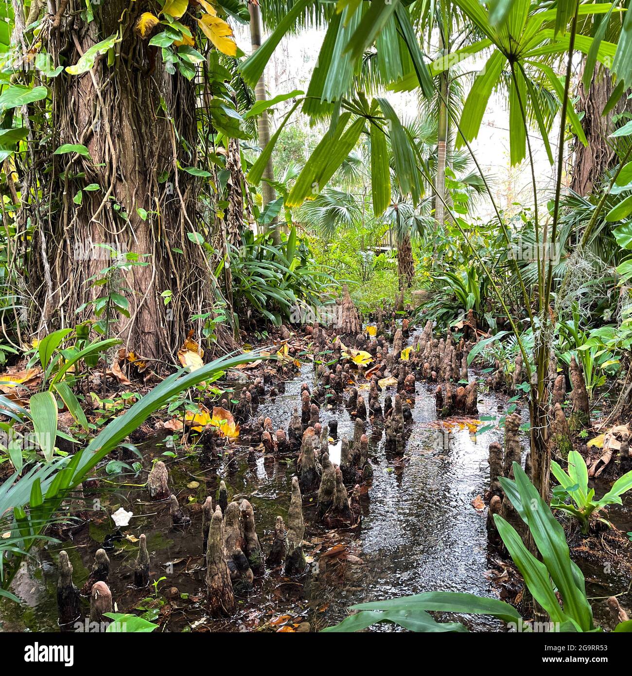 A creek with tree stumps in a wooded area at a botanical garden in ...