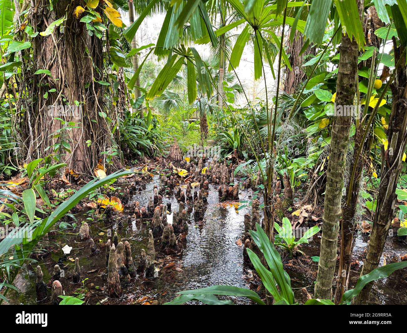 A creek with tree stumps in a wooded area at a botanical garden in ...