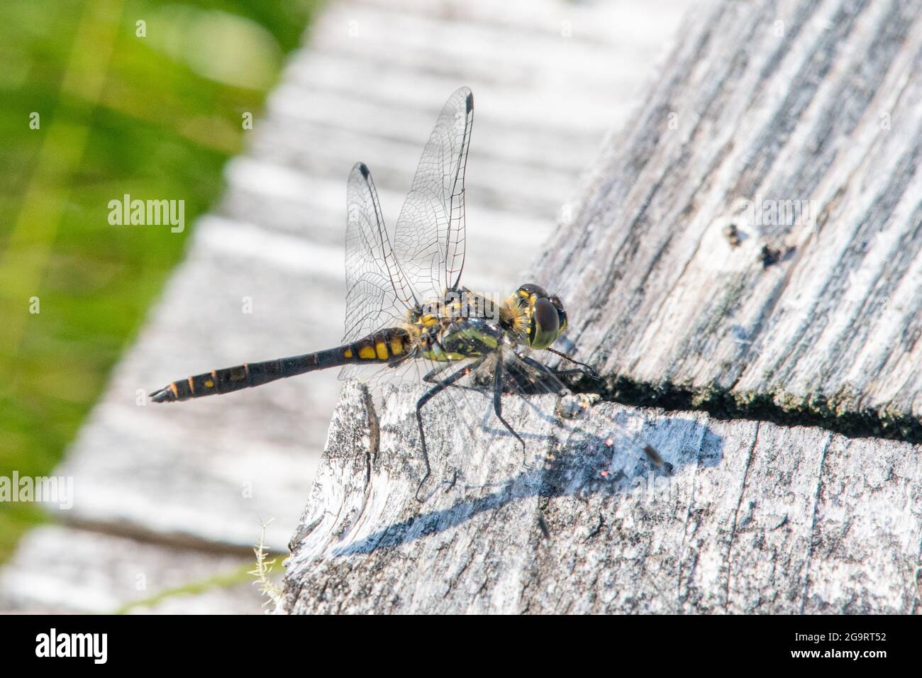 Black darter dragonfly, (Sympetrum danae), Muir of Dinnet National ...