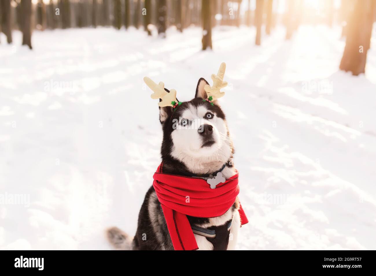 Christmas husky dog in red scarf, deer horns, Santa attire in the snowy ...