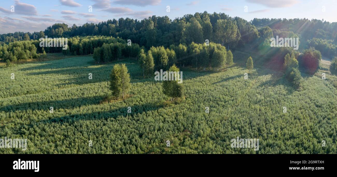 Summer warm sun light forest aerial view as summer background, view ...