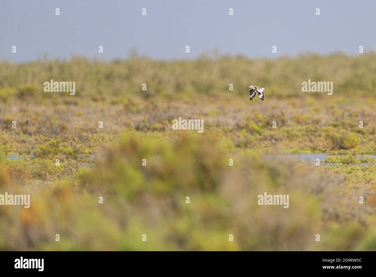 A white heron or egret in the La Cruz estuary in Kino viejo, Sonora ...