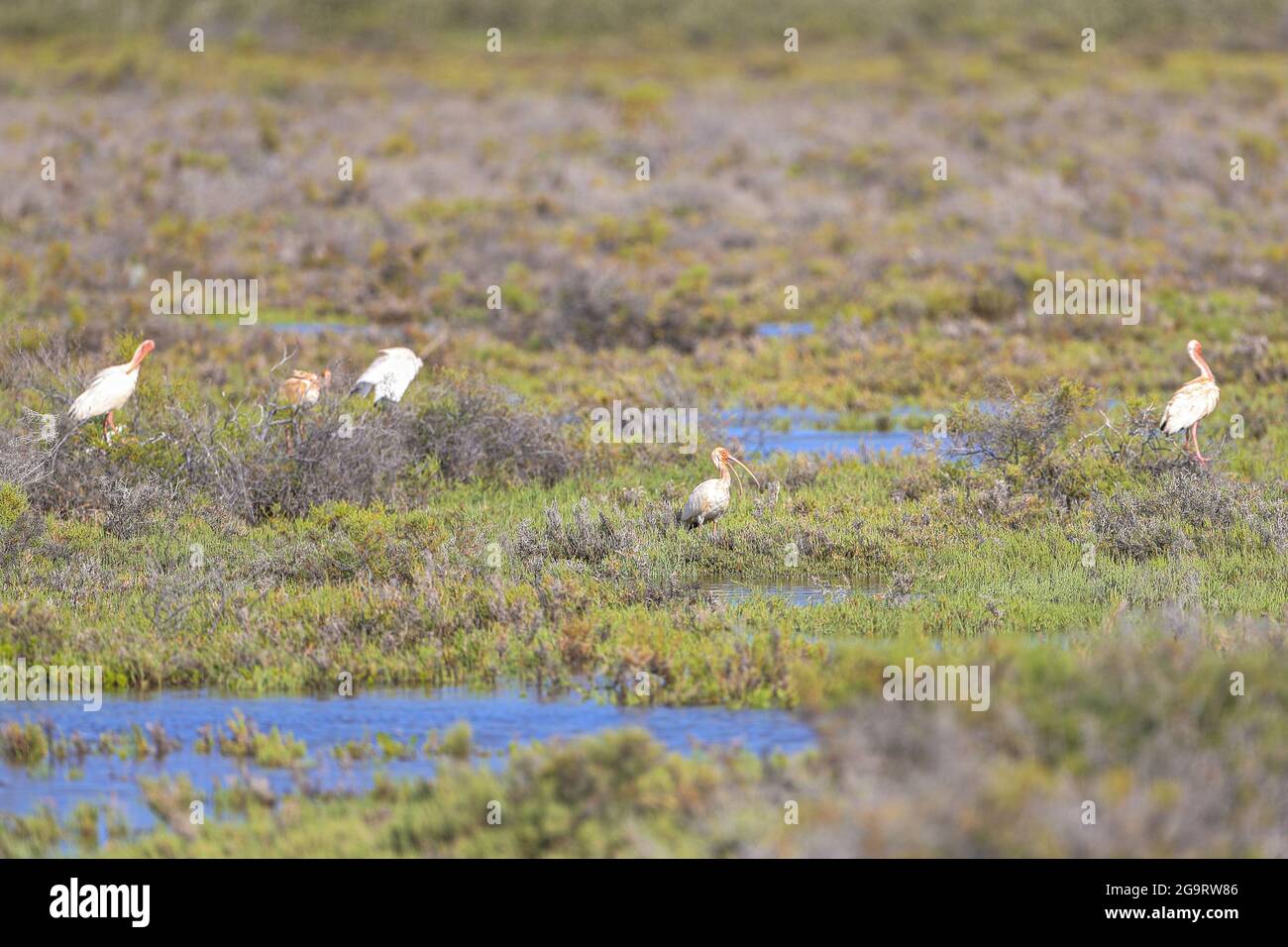 A white heron or egret in the La Cruz estuary in Kino viejo, Sonora ...