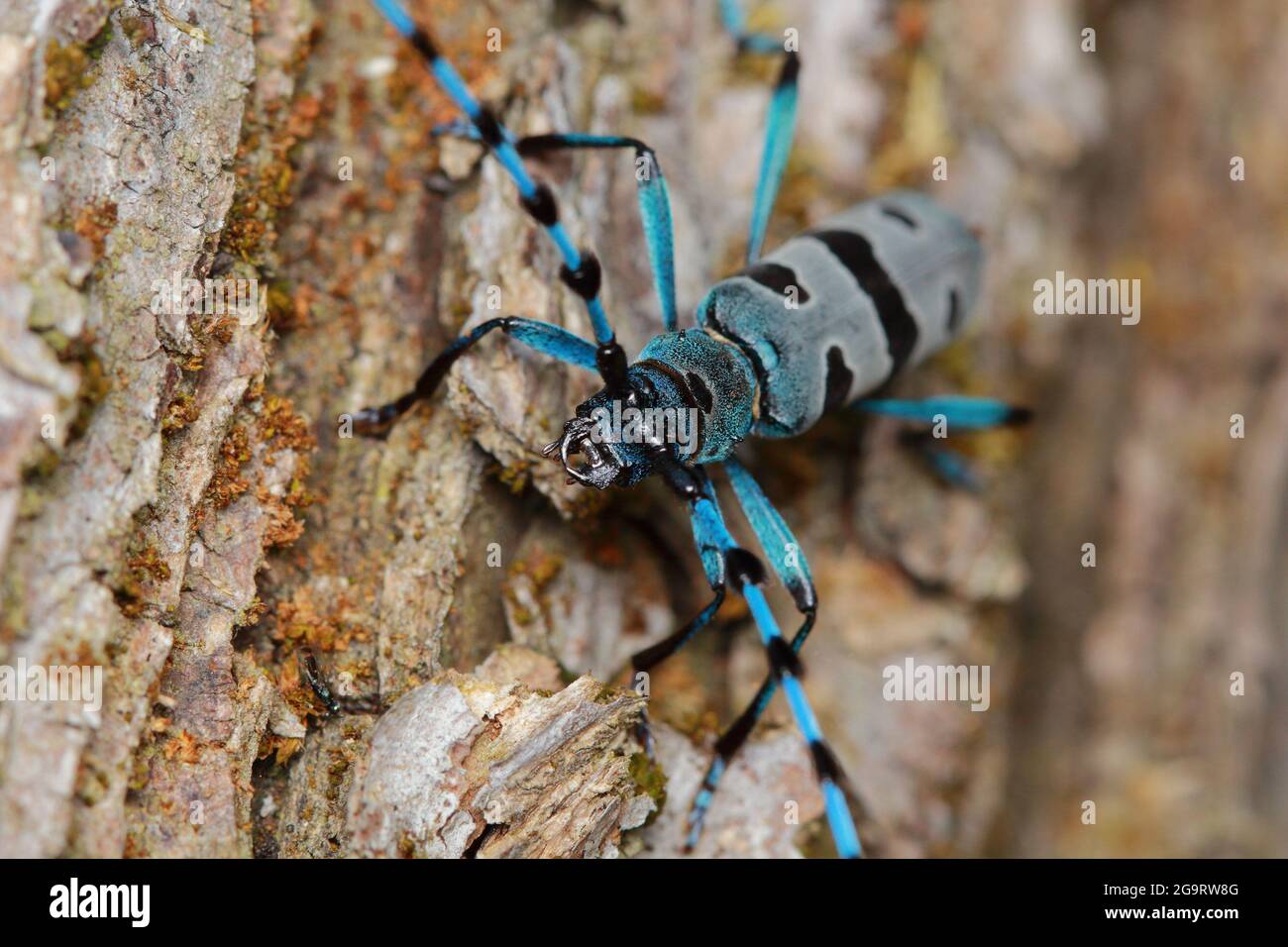 Longicorn parasite hi-res stock photography and images - Alamy