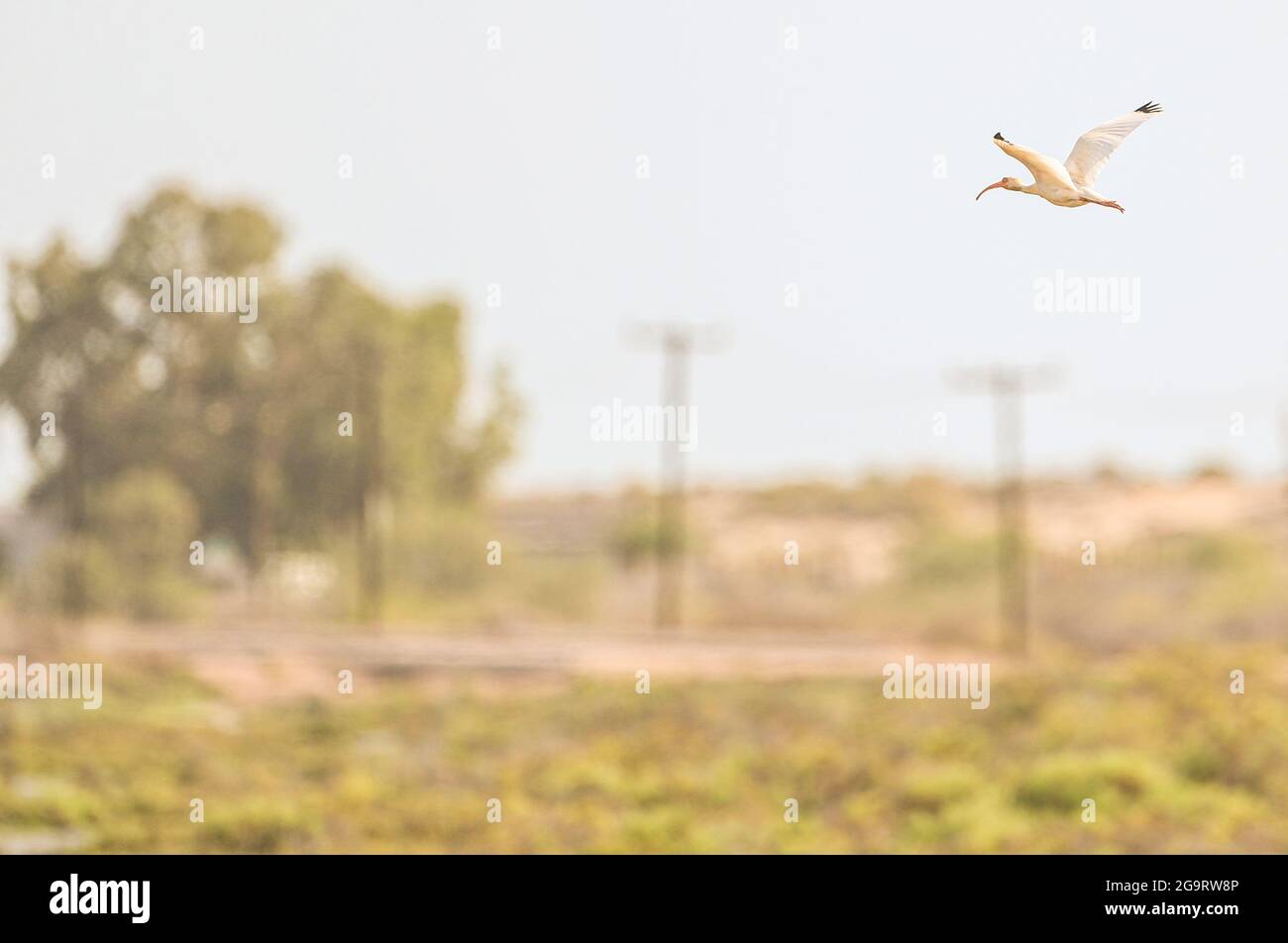 A white heron flies or egret in the La Cruz estuary in Kino viejo ...