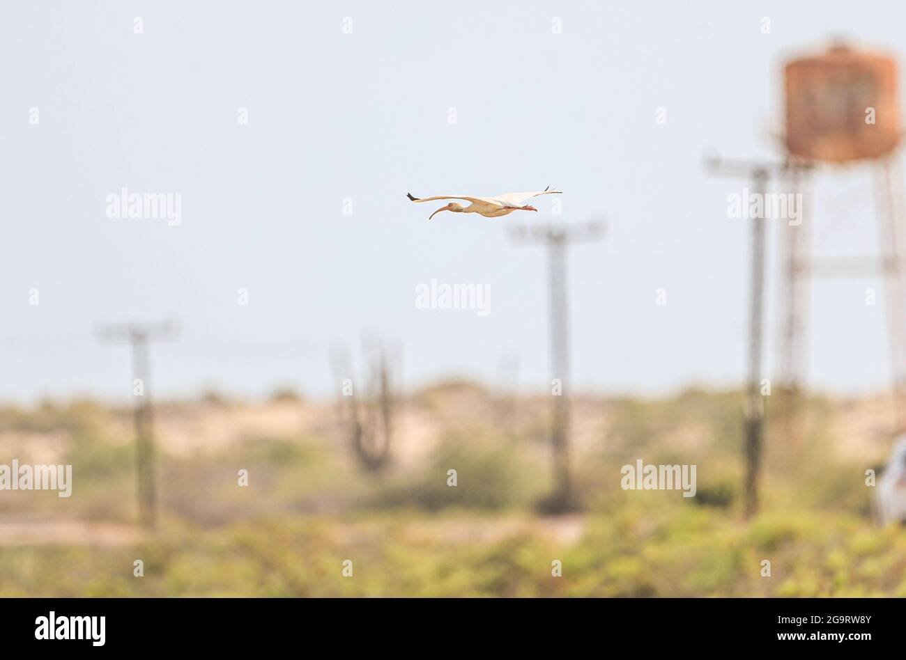 A white heron flies or egret in the La Cruz estuary in Kino viejo ...