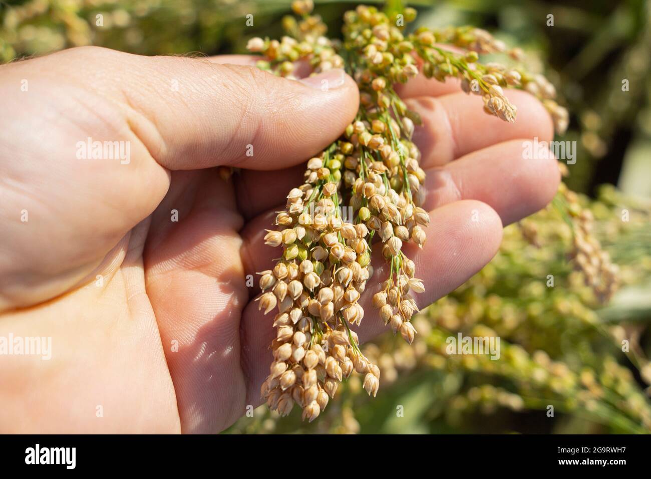 Ripe millet crops in the fields in the hands of a farmer Stock Photo ...