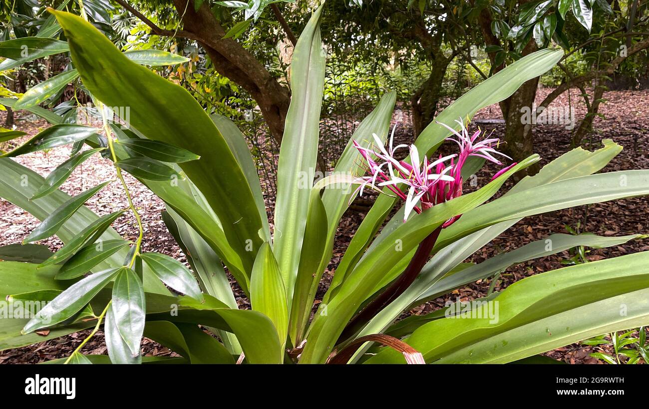 A beautiful pink flower at a botanical garden in Florida Stock Photo ...
