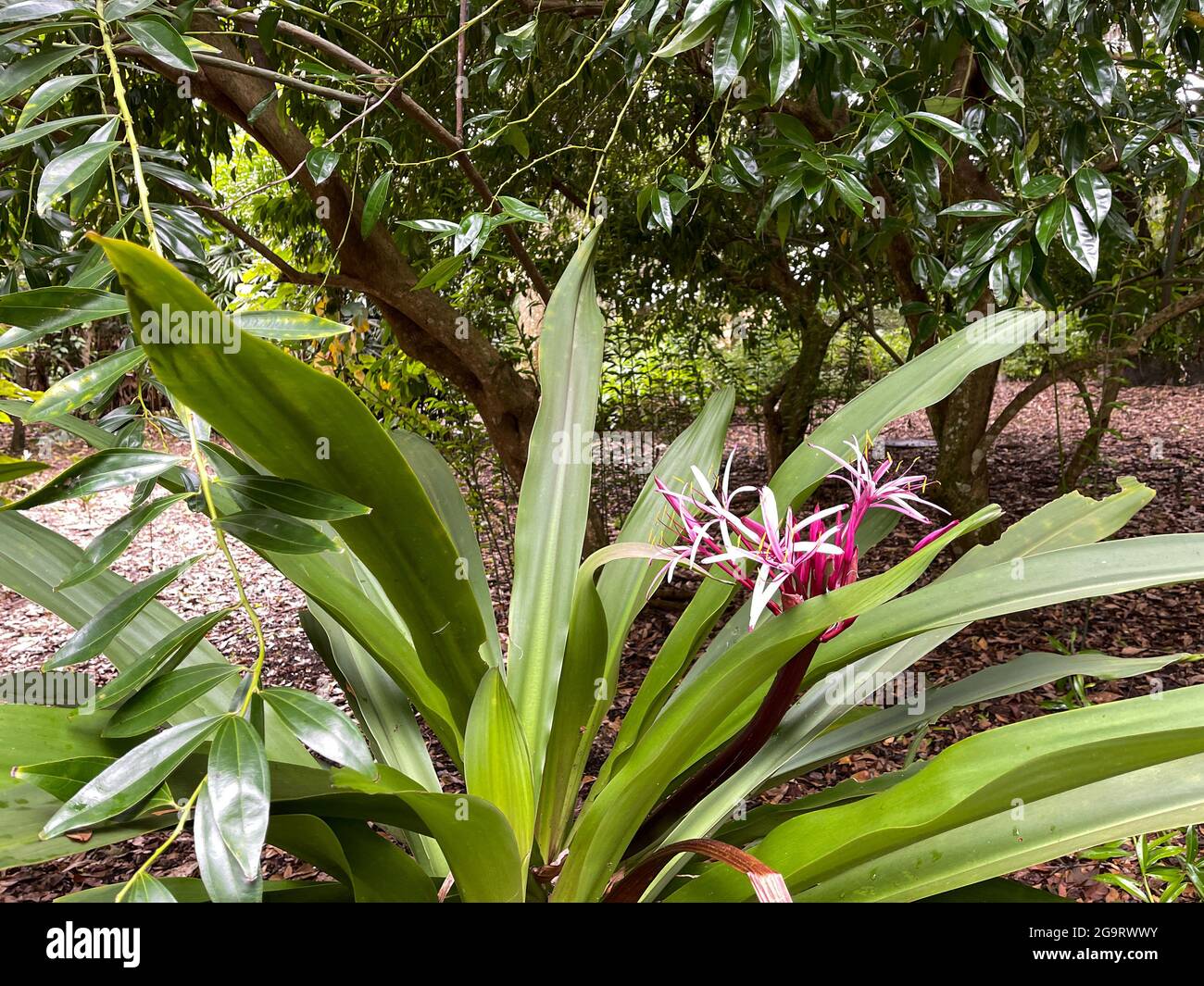 A beautiful pink flower at a botanical garden in Florida Stock Photo ...