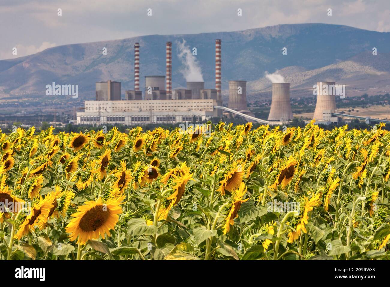 Sunflower field and in the background a factory for the production of ...