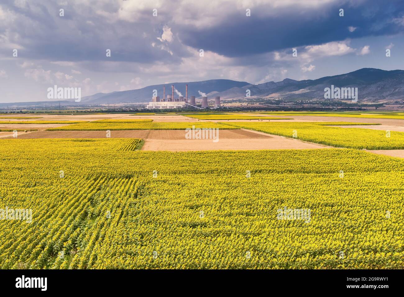 Sunflower field and in the background a factory for the production of ...