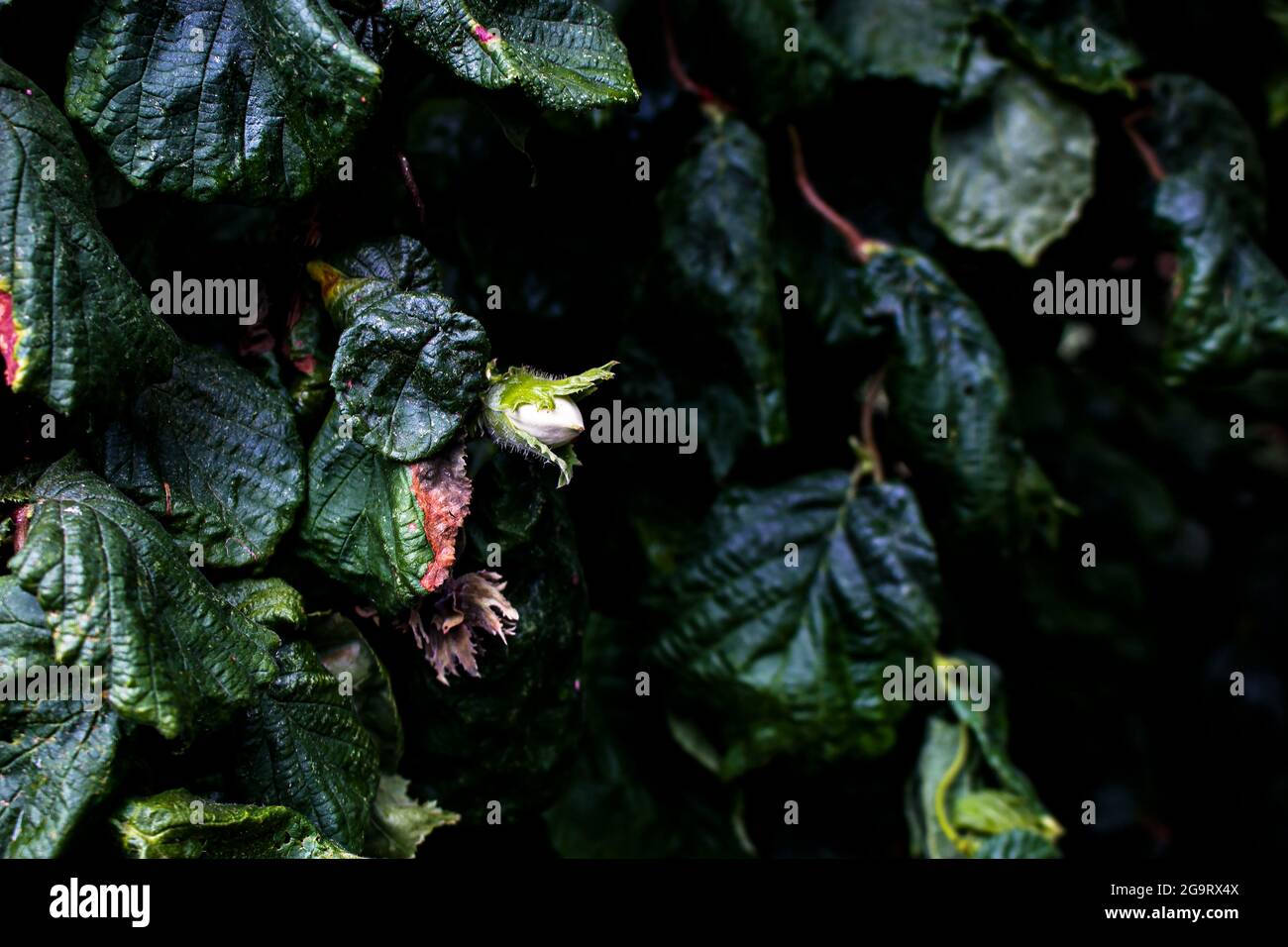 Cobnut tree hi-res stock photography and images - Alamy