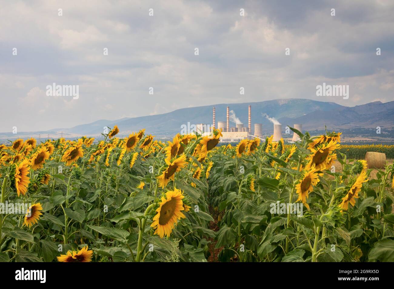 Sunflower field and in the background a factory for the production of ...
