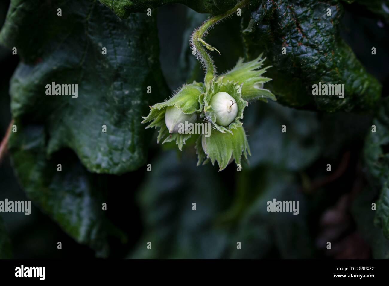 Cobnut tree hi-res stock photography and images - Alamy