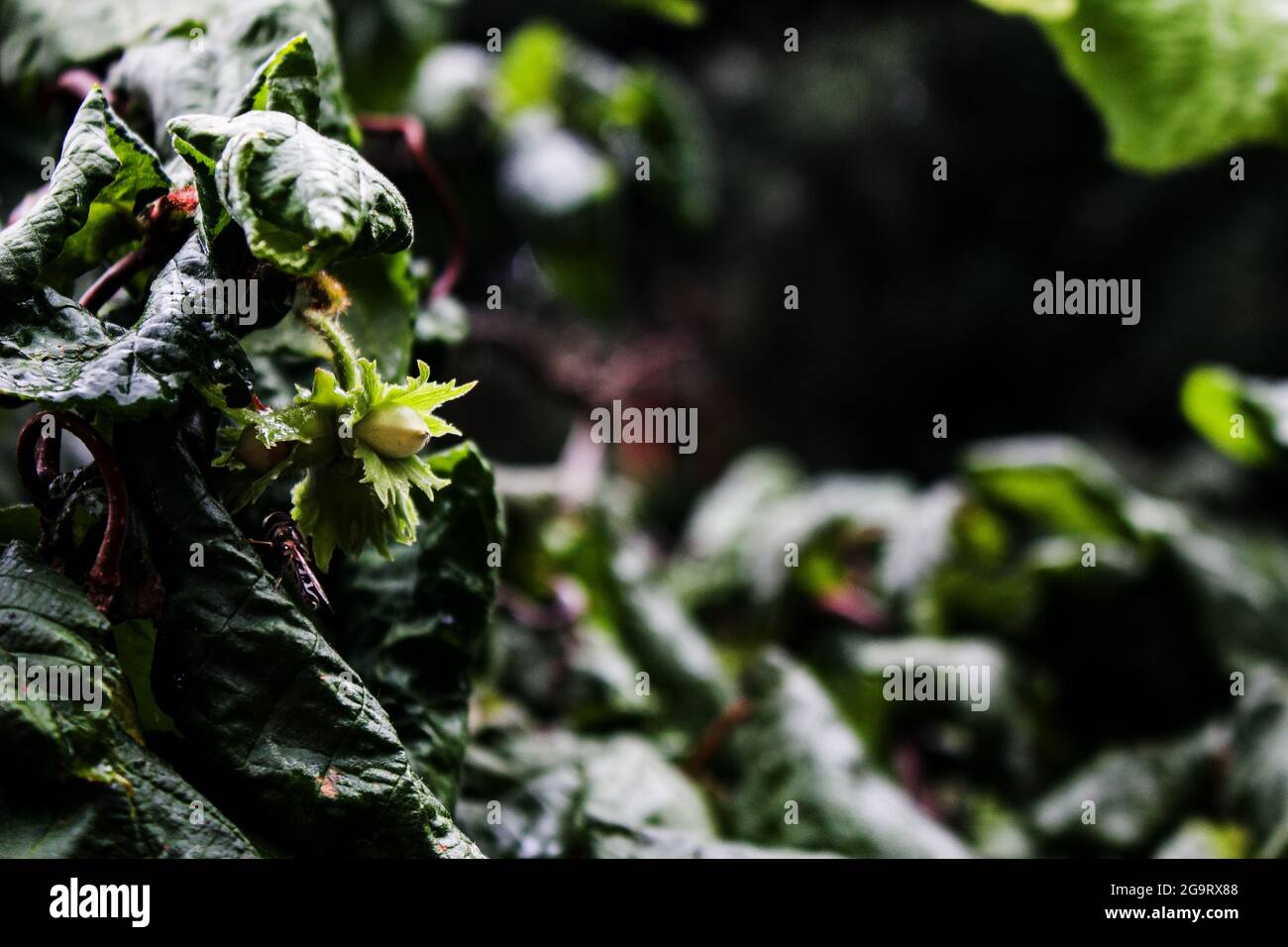 Cobnut tree hi-res stock photography and images - Alamy
