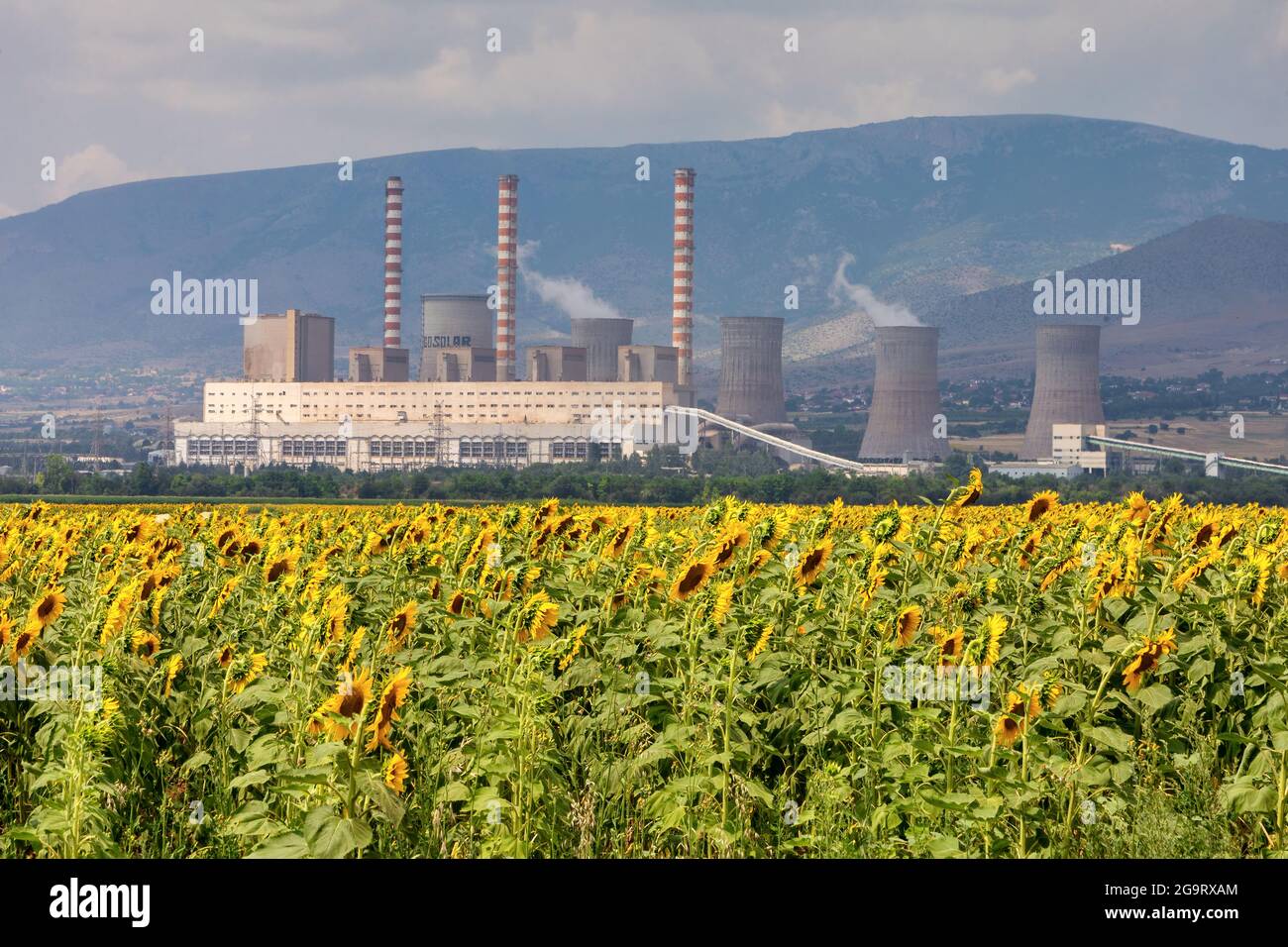 Sunflower field and in the background a factory for the production of ...