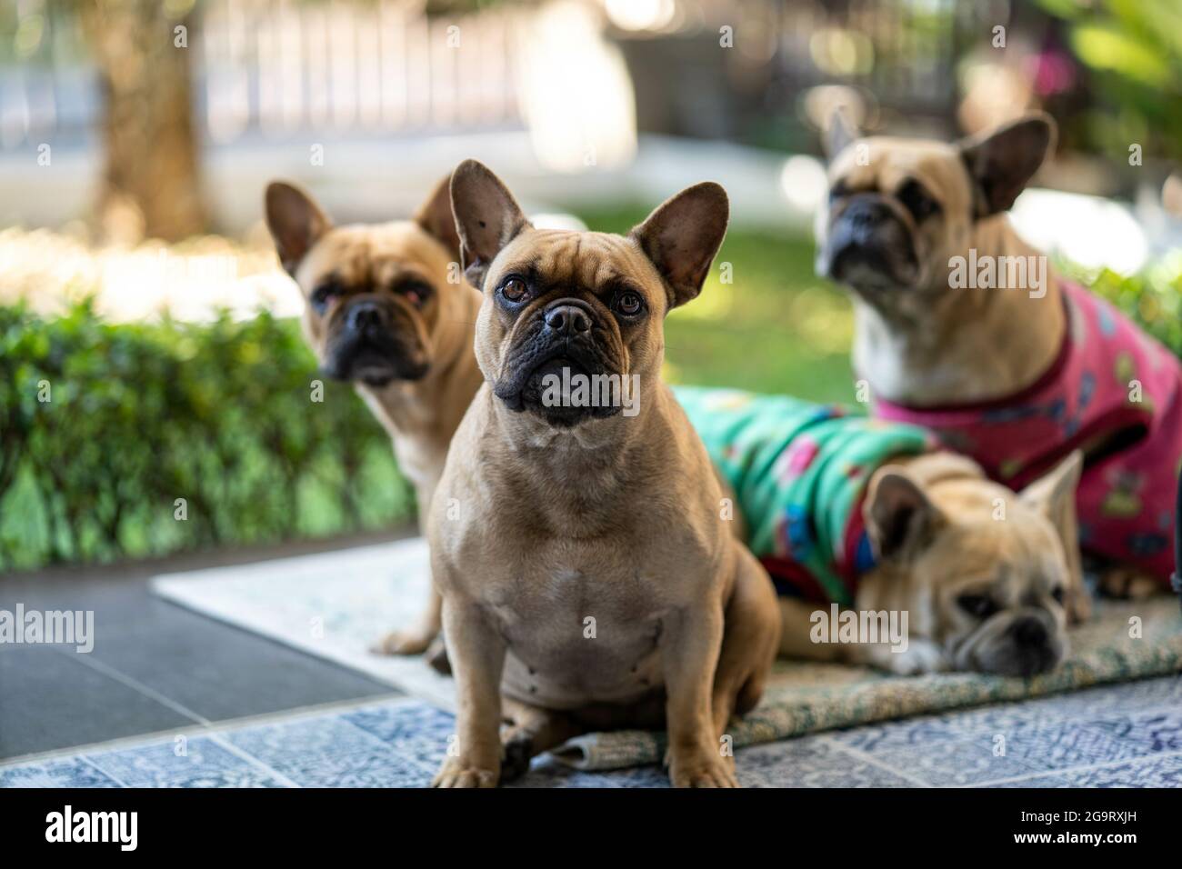 Group of cute French Bulldogs in a park Stock Photo - Alamy