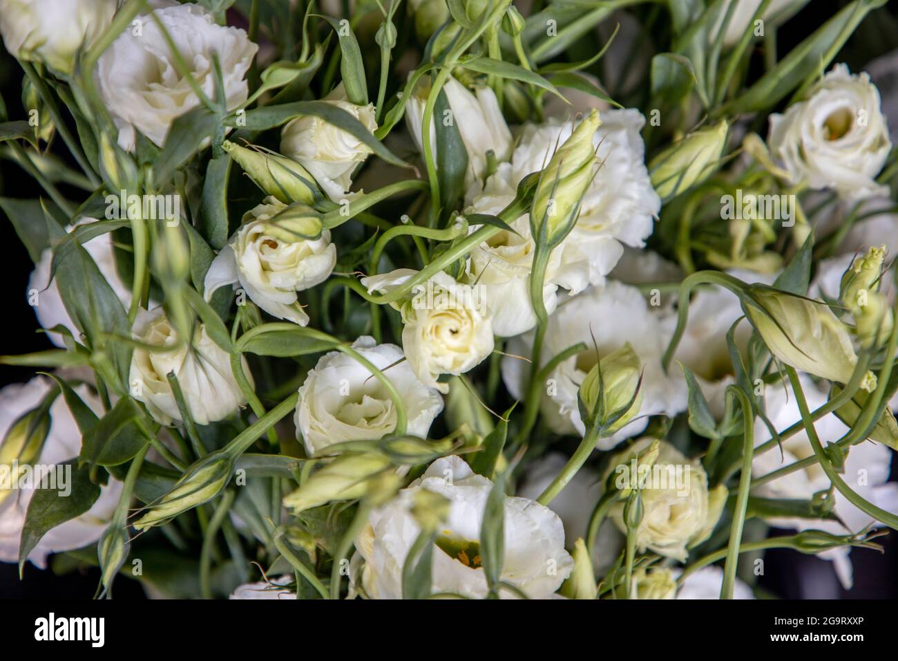Eustoma russellianum hi-res stock photography and images - Alamy