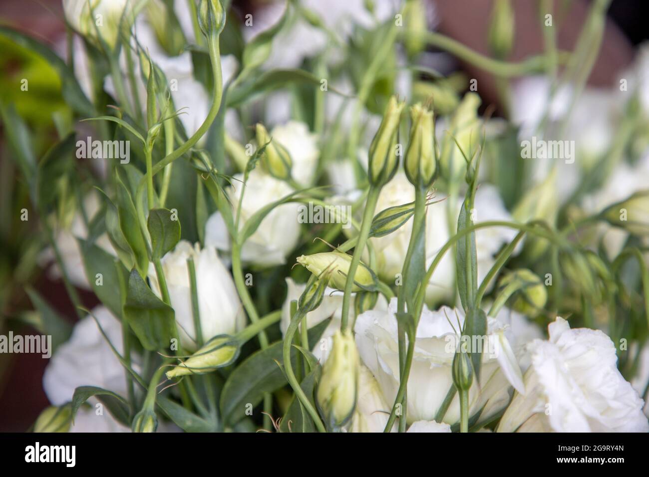 Eustoma russellianum hi-res stock photography and images - Alamy
