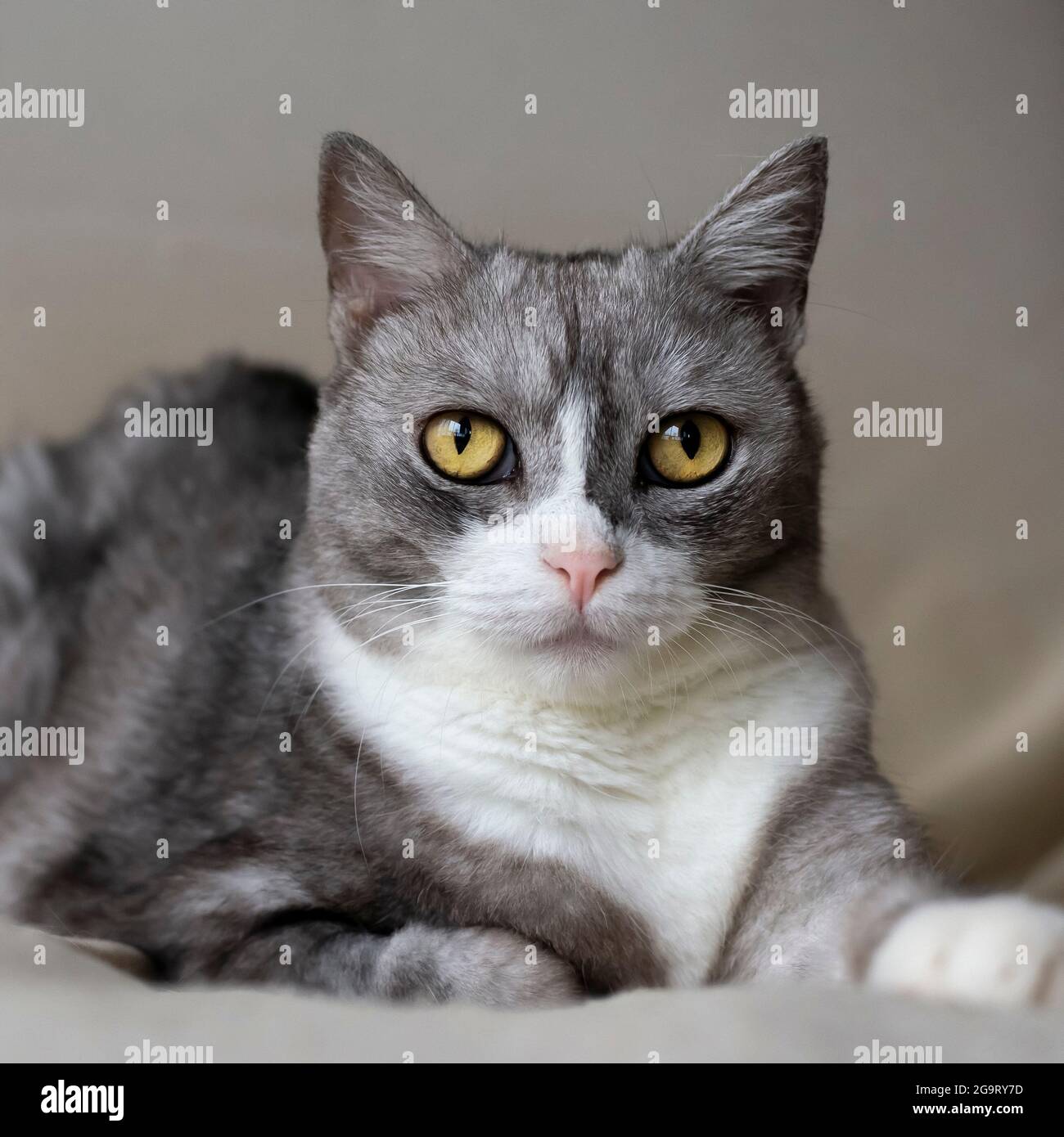 Cute cat looking intently into the photo camera lens Stock Photo - Alamy