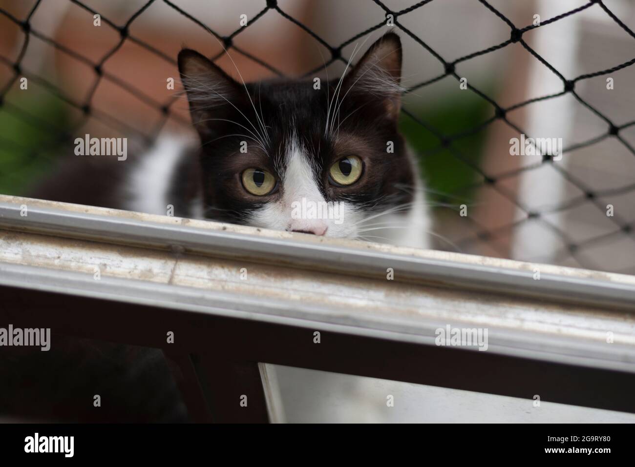 Cute cat looking intently into the photo camera lens Stock Photo - Alamy