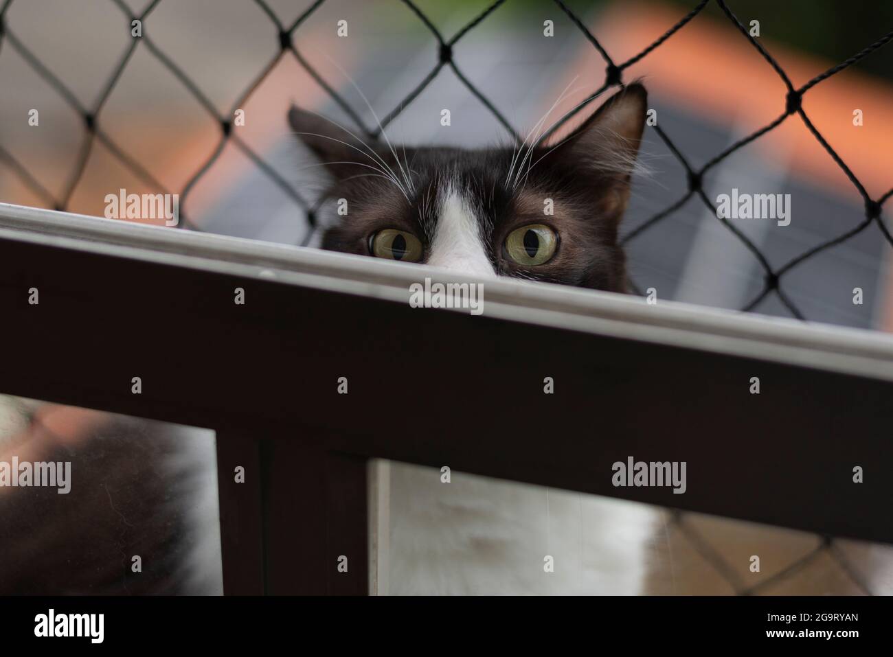 Cute cat looking intently into the photo camera lens Stock Photo - Alamy
