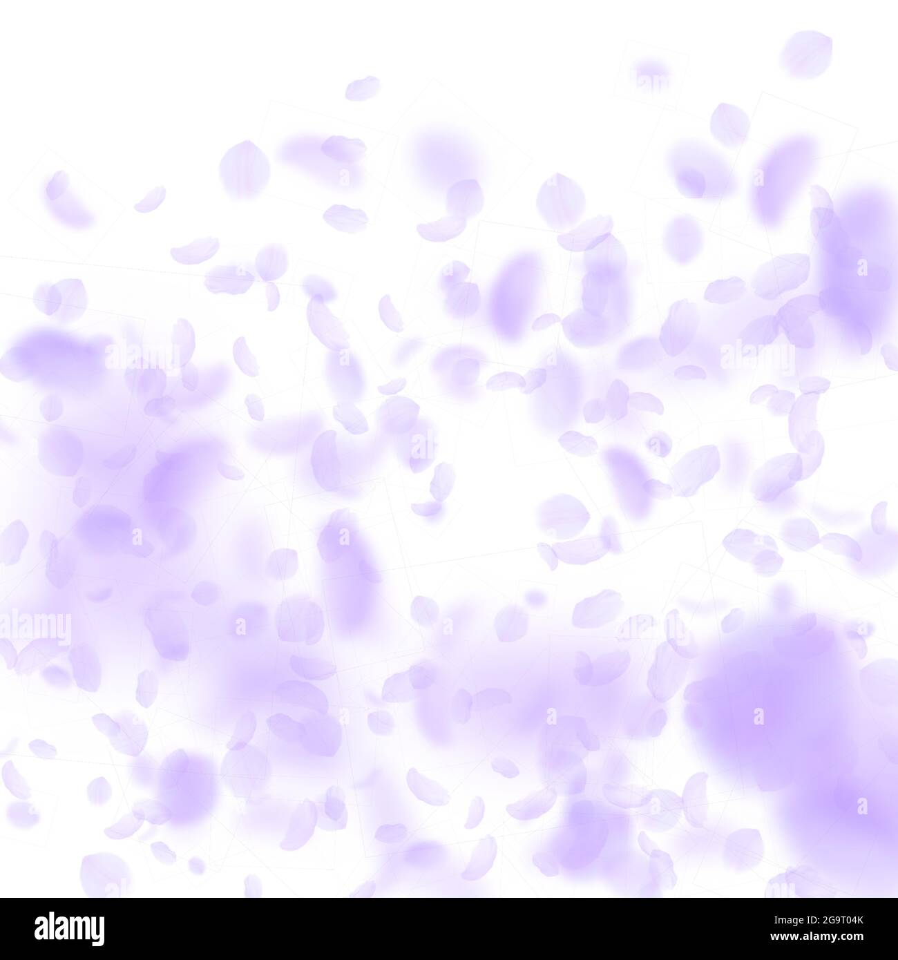 Violet flower petals falling down. Interesting romantic flowers ...