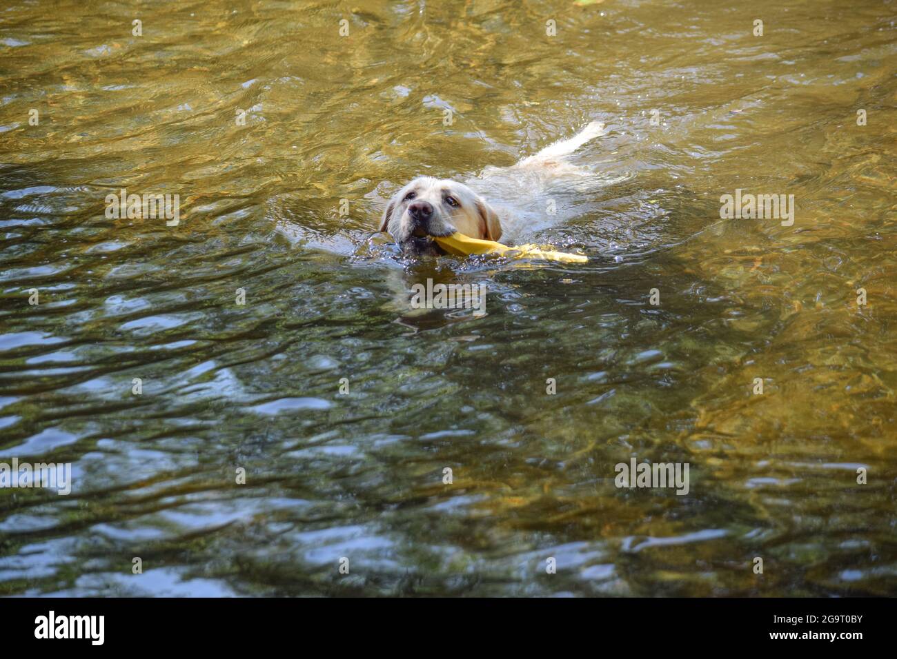 Golden Labrador in river 200721 Stock Photo - Alamy