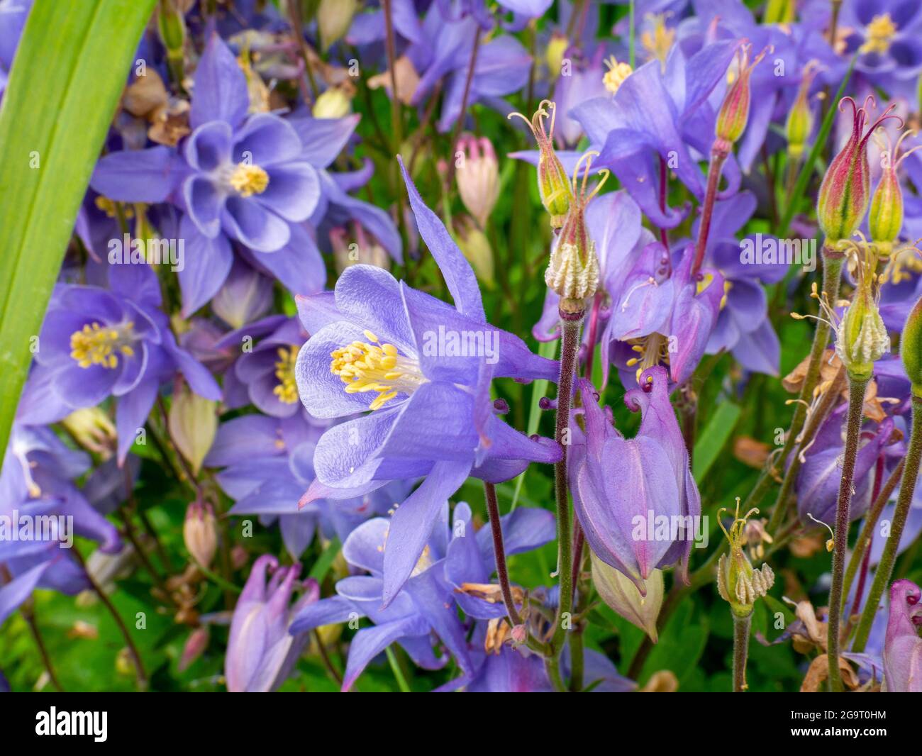 Cluster of Flowering Bells Stock Photo - Alamy