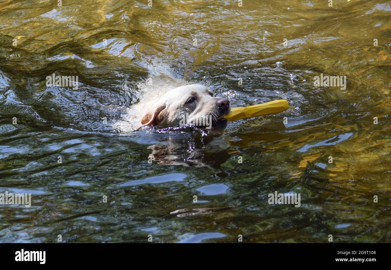 Golden Labrador in river 200721 Stock Photo - Alamy