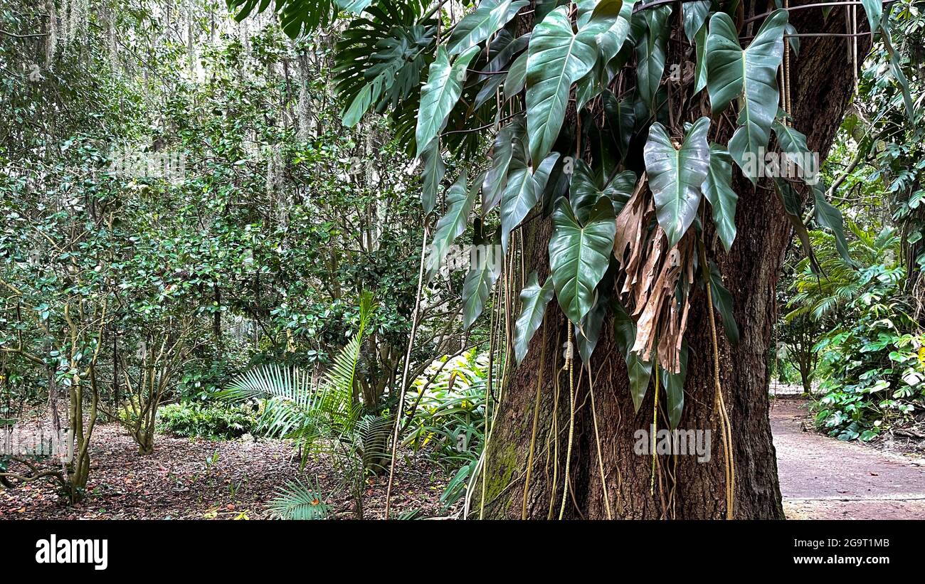 A tree with philodendron vines and large leaves on it at a botanical ...