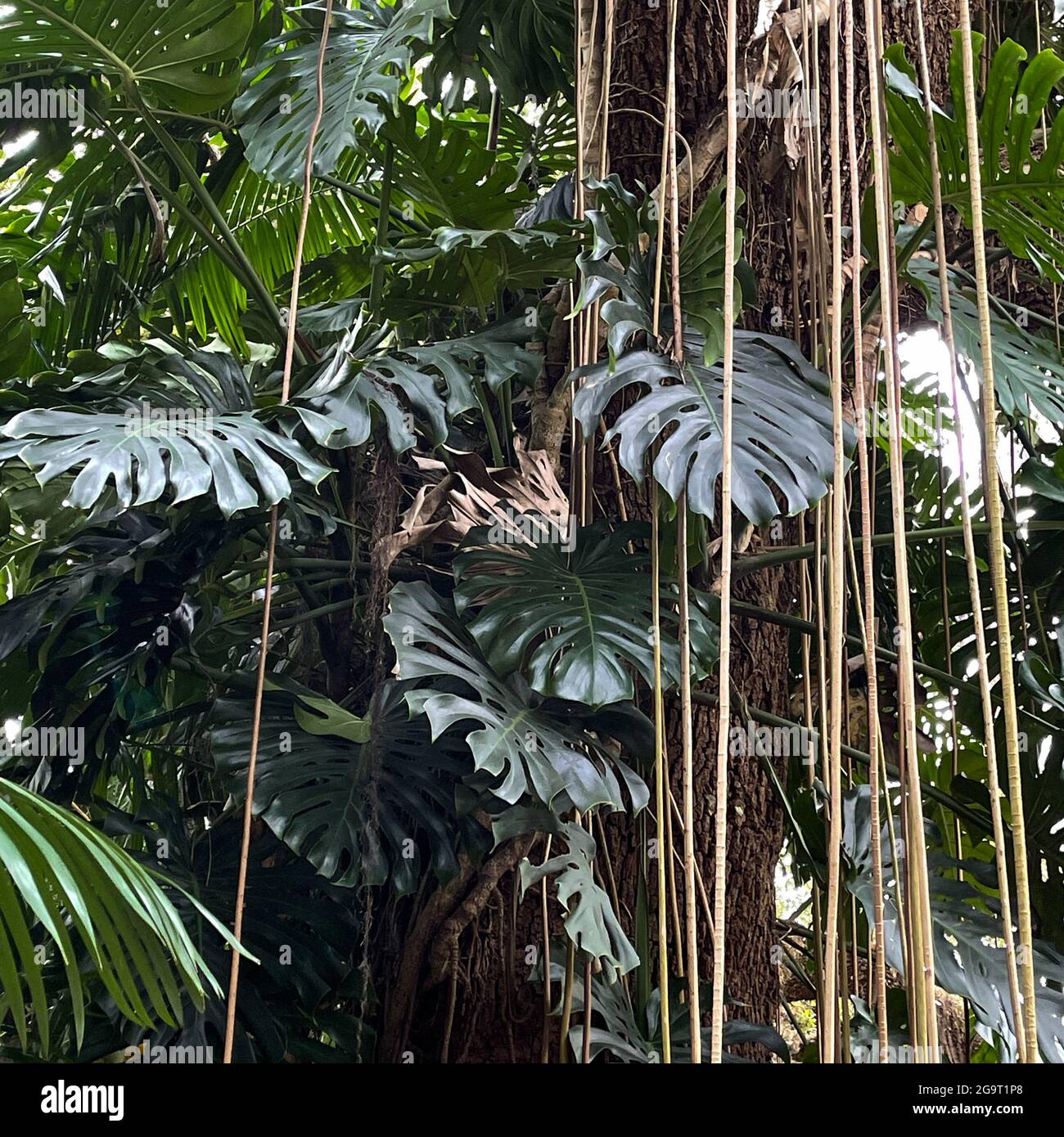 A tree with philodendron vines and large leaves on it at a botanical ...