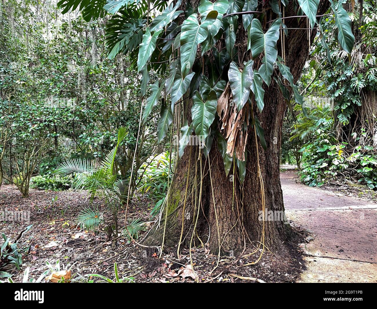 A tree with philodendron vines and large leaves on it at a botanical ...