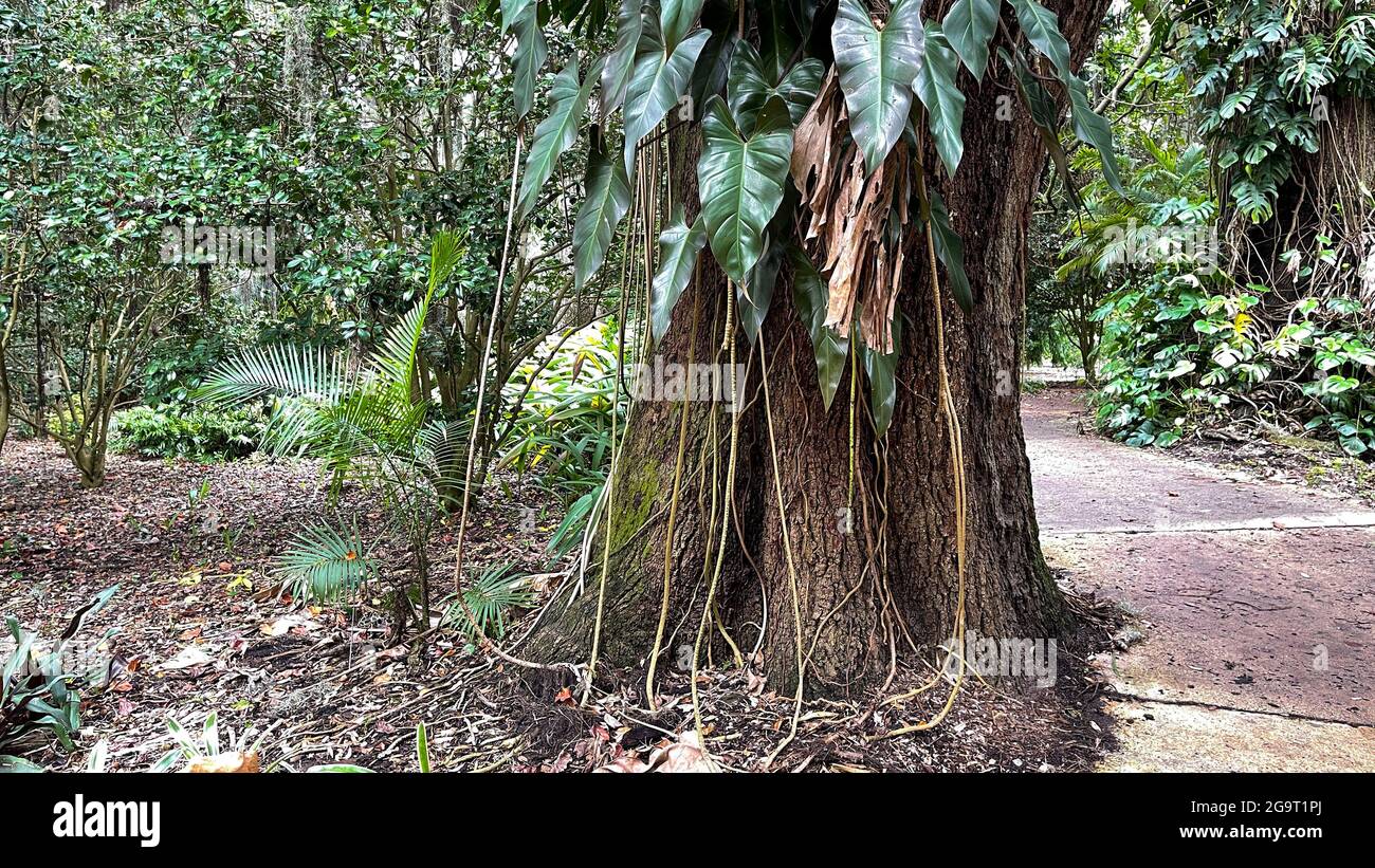 A tree with philodendron vines and large leaves on it at a botanical ...