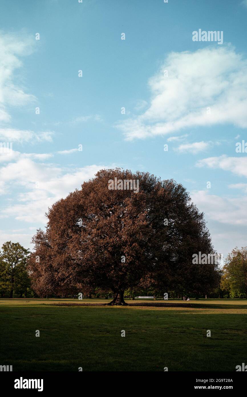 Beautiful tree hi-res stock photography and images - Alamy