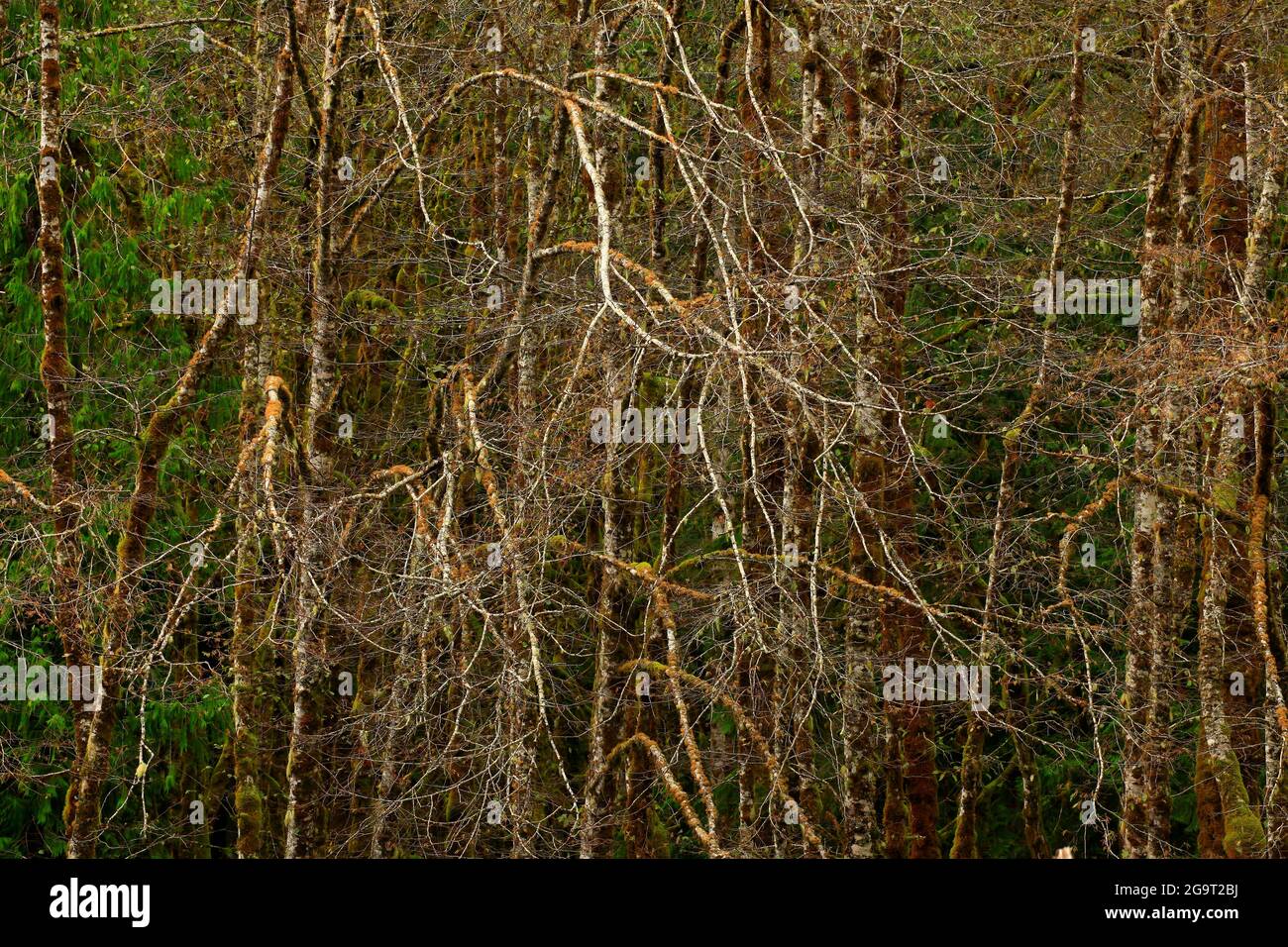 a exterior picture of an Pacific Northwest rainforest with Red alder ...