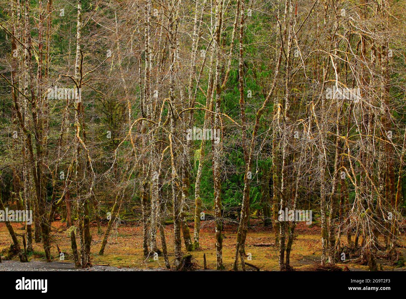 a exterior picture of an Pacific Northwest rainforest with Red alder ...