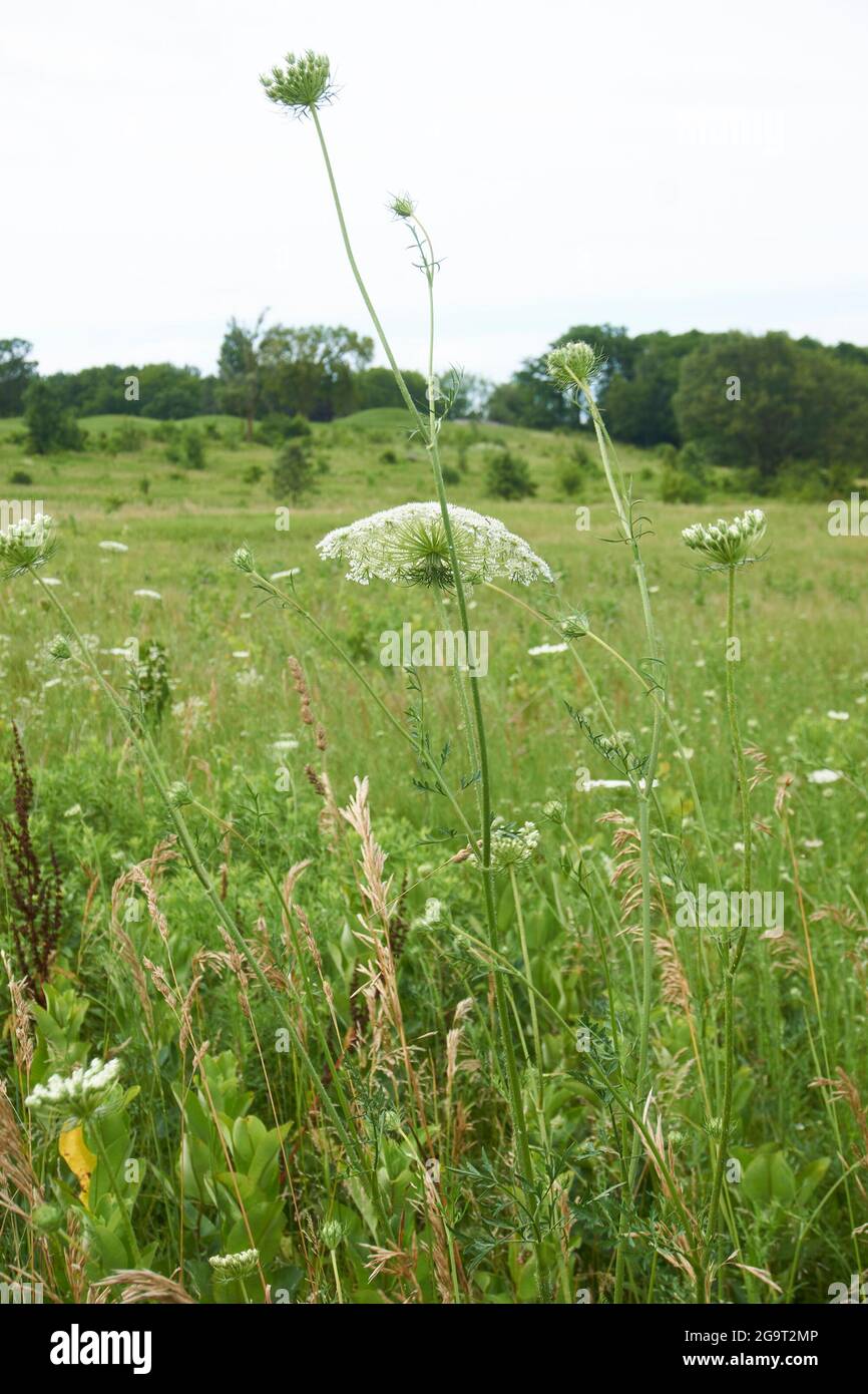 Aztalan mounds hi-res stock photography and images - Alamy